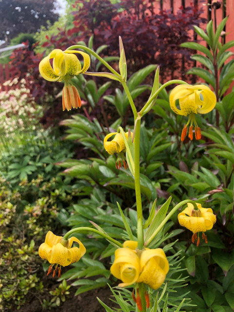 Lilium Pyrenaicum | HectorMcLeod | Blipfoto