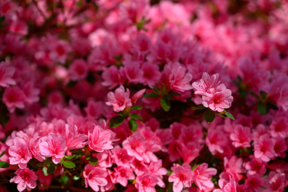 Azaleas at Isabella Plantation | NickyR | Blipfoto