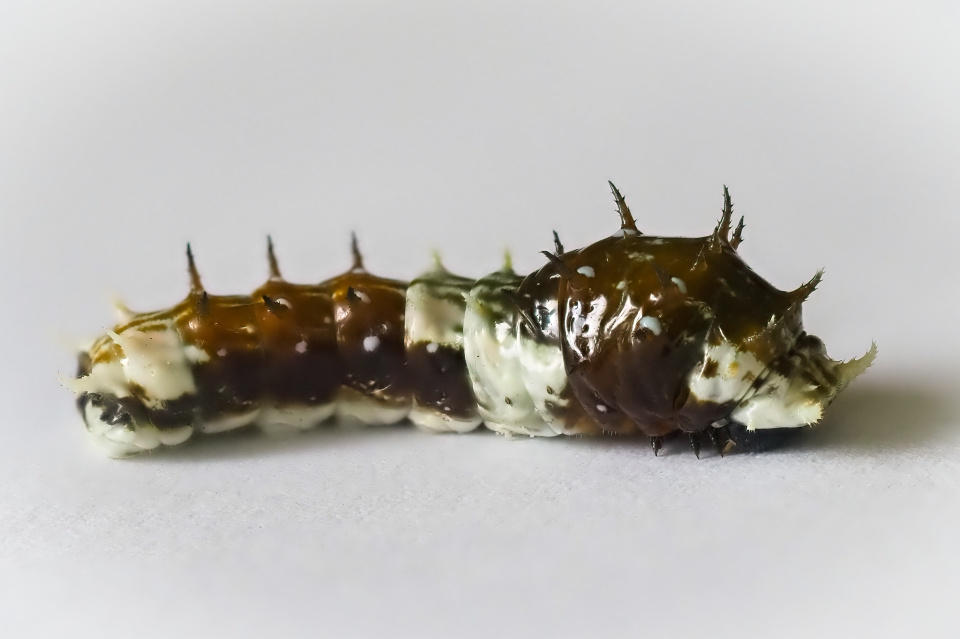 Unappealing | trisharooni | Blipfoto