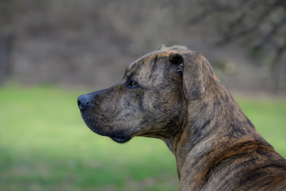 The Handsomest Boy | dbifulco | Blipfoto