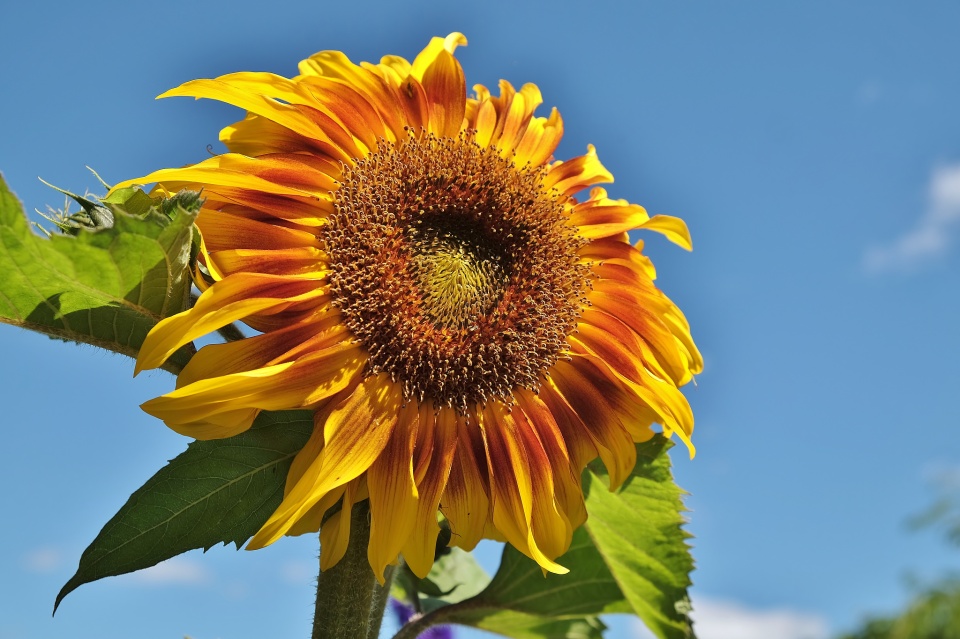 Flower Friday . . . Sunflower | V1k1 | Blipfoto