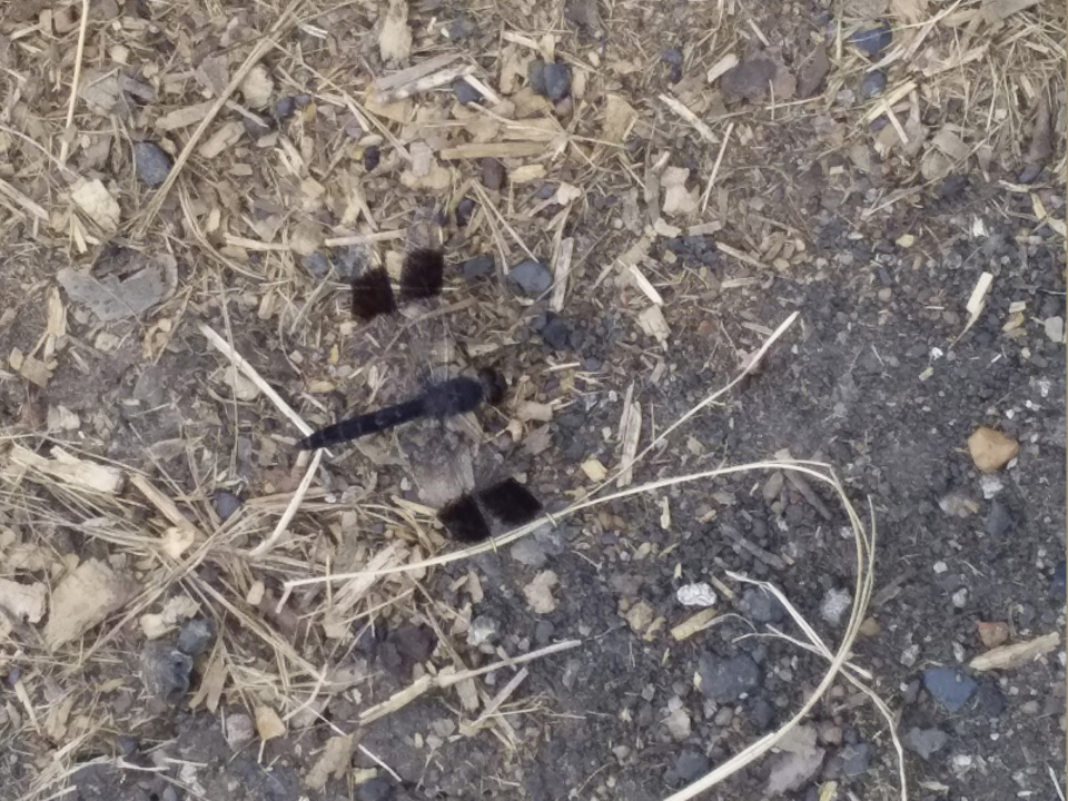 TT294 Square wing tip dragonfly | hinden | Blipfoto