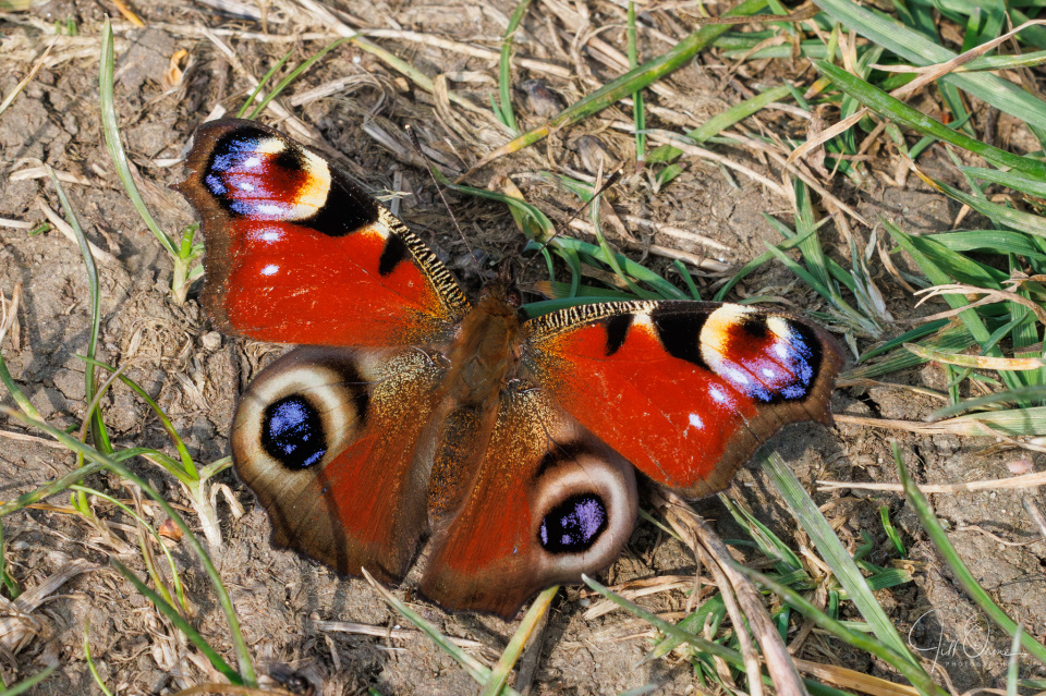 Beauty and the beast | JDO | Blipfoto