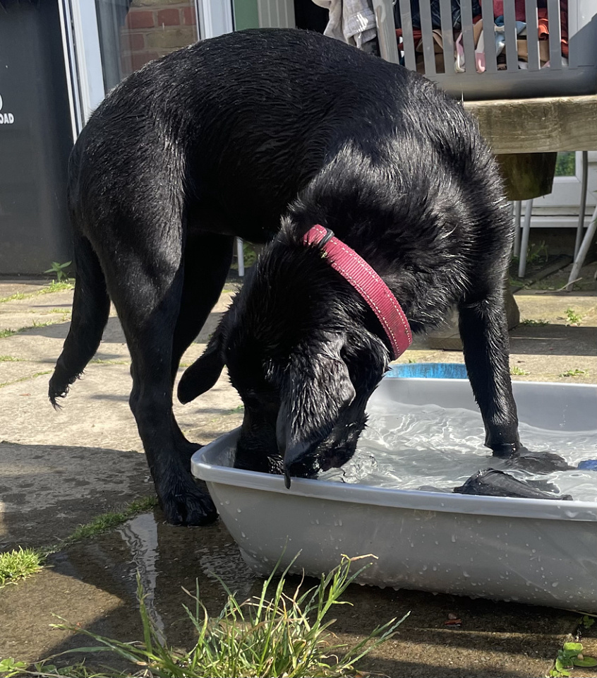 Hot dog | windychickens | Blipfoto