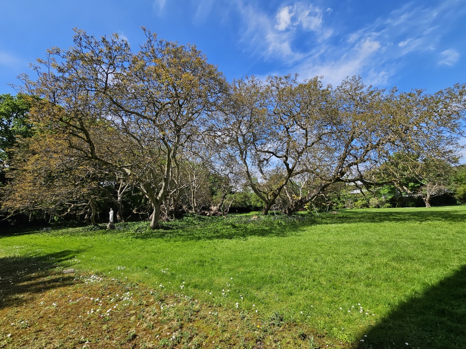 One Of Ireland's Oldest Walnut Trees | stitch123 | Blipfoto