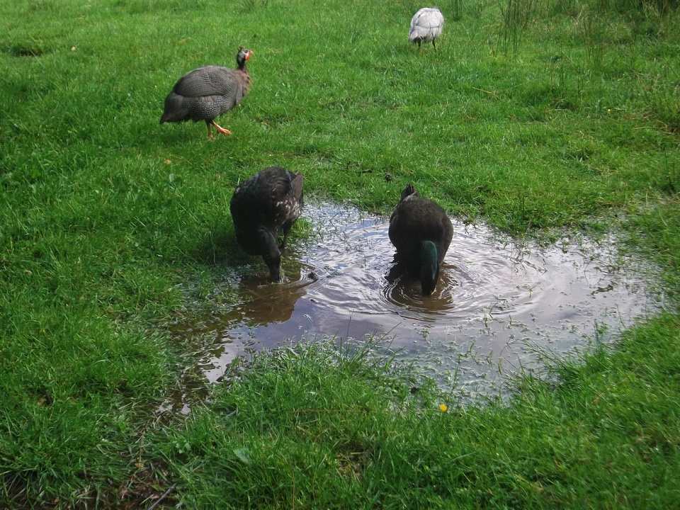 Weather for Ducks | Bunty | Blipfoto