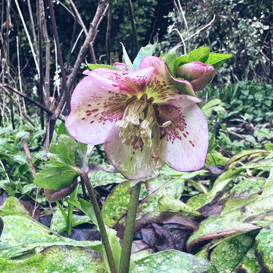 Hellebore | RedFlash | Blipfoto