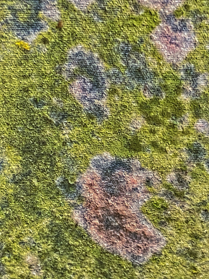 Natural abstract | Ingeborg | Blipfoto