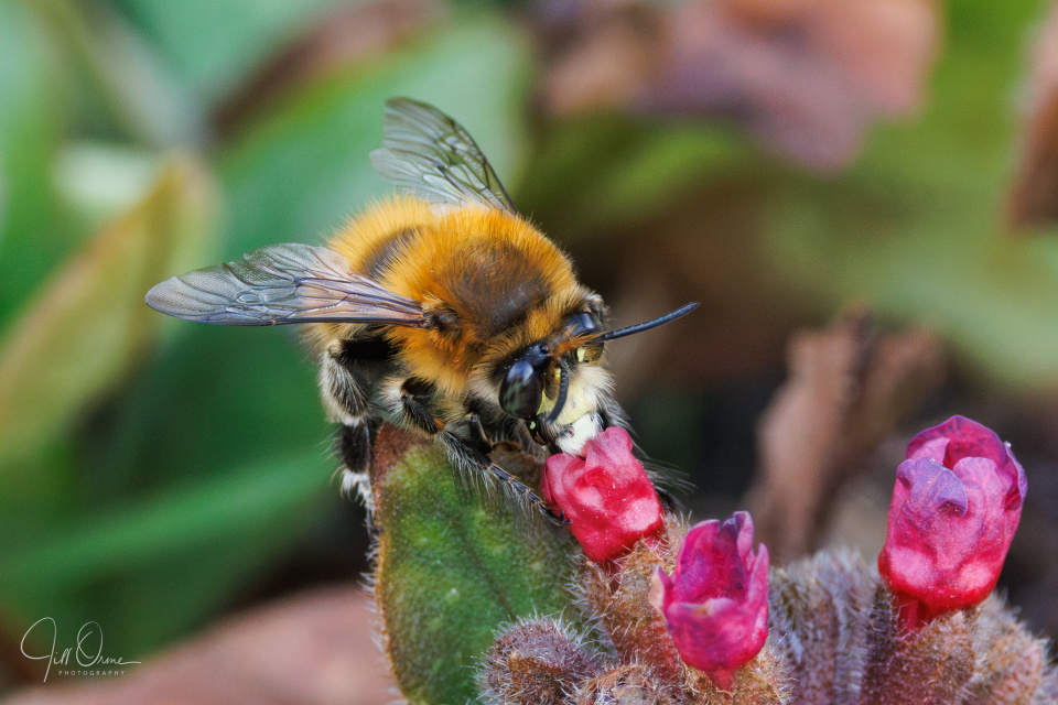 Ta-da! | JDO | Blipfoto