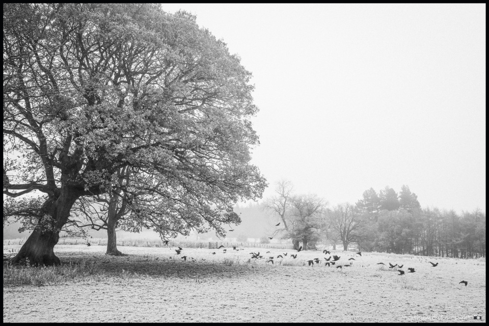 The Birds ... | RobinDown | Blipfoto