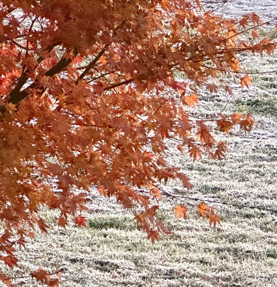 Winter in Dubbo | MsPeahen | Blipfoto