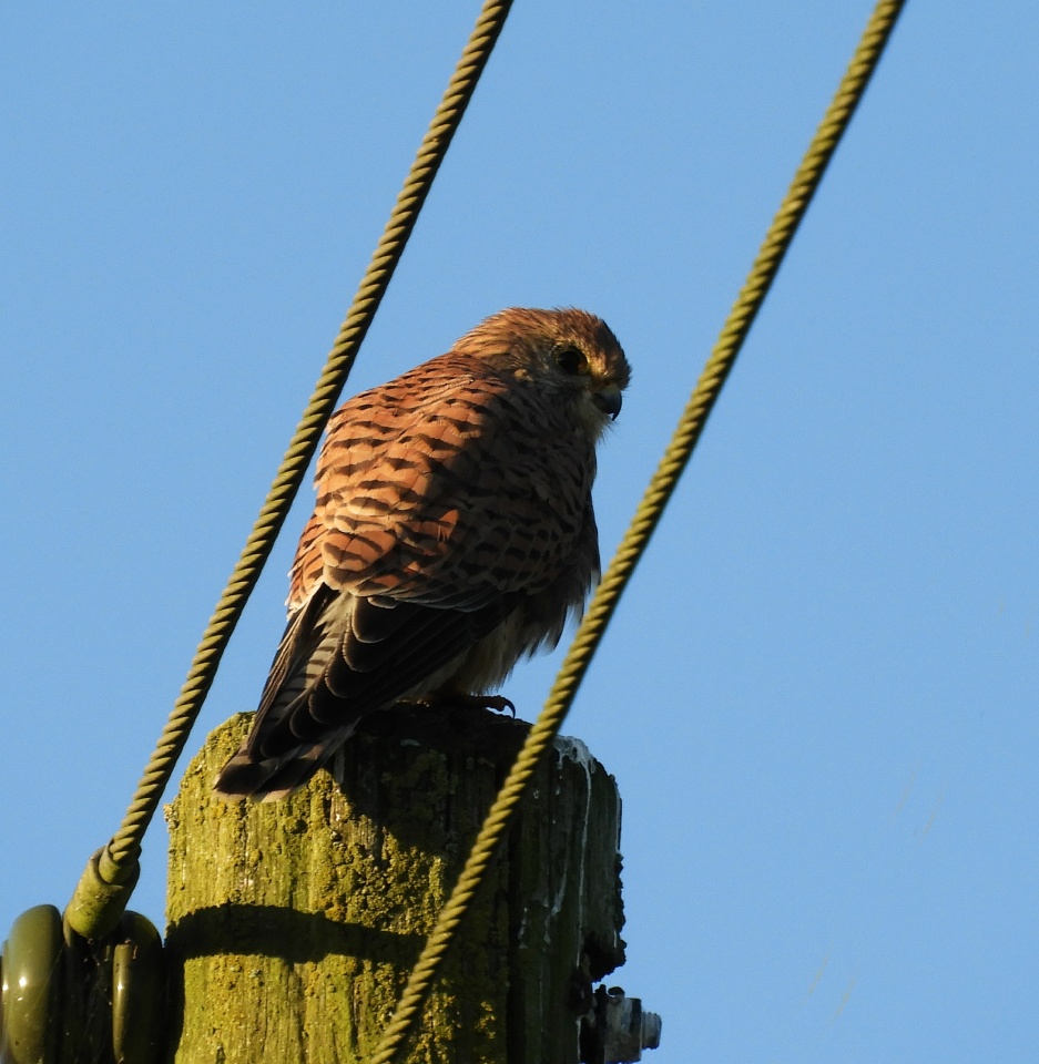 Chuffed to get so close! | Tigger101 | Blipfoto