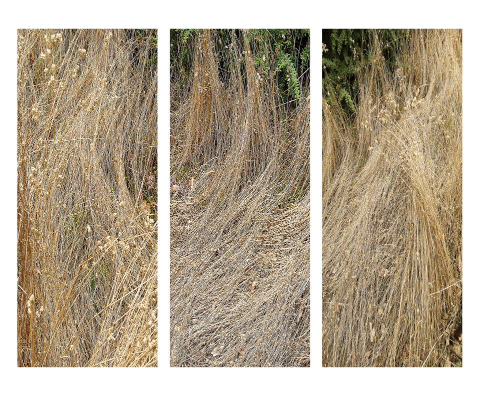 Patterns in the grass | Scotan | Blipfoto