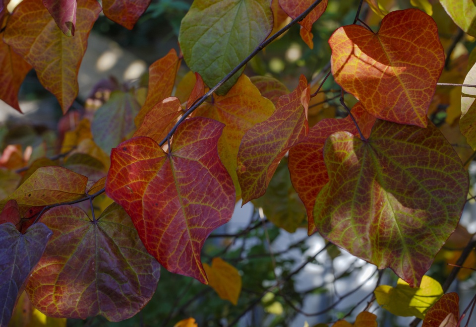 Our Judas tree's autumnal leaves | CleanSteve | Blipfoto