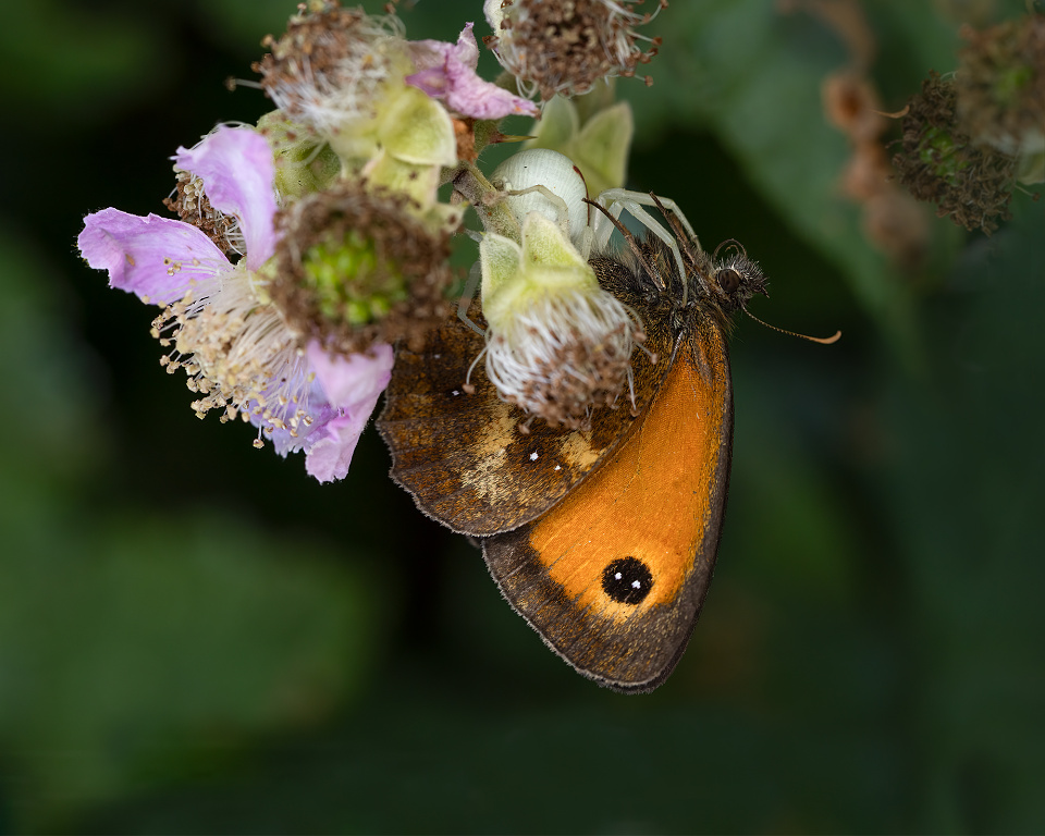 Gatekeeper | Hillyblips | Blipfoto