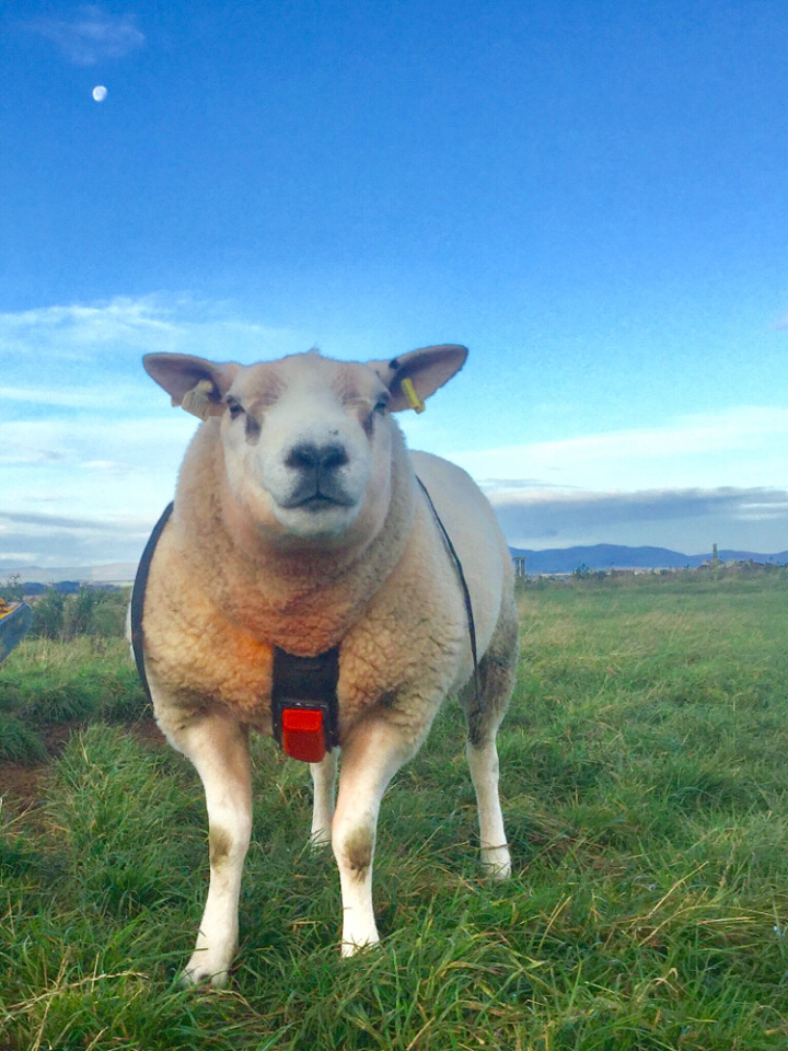Texel Tup .... | Farmerboab | Blipfoto
