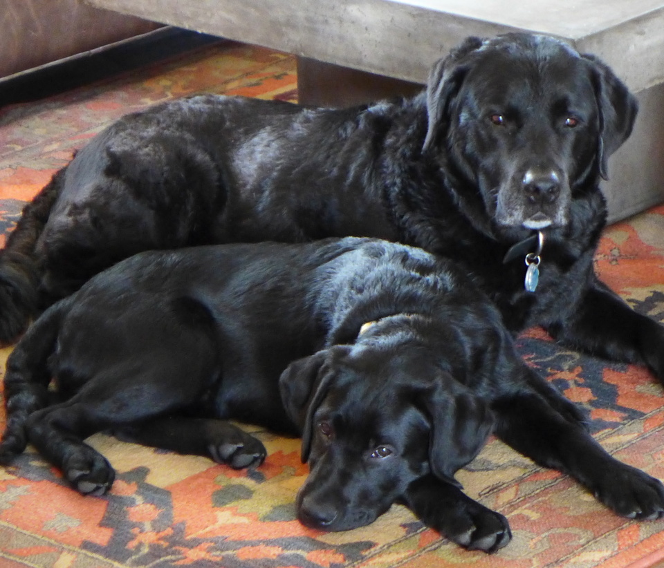 Two Black Dogs | Wildwood | Blipfoto