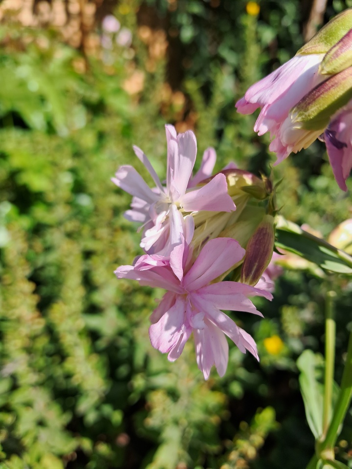 Soapwort. | Midlander | Blipfoto