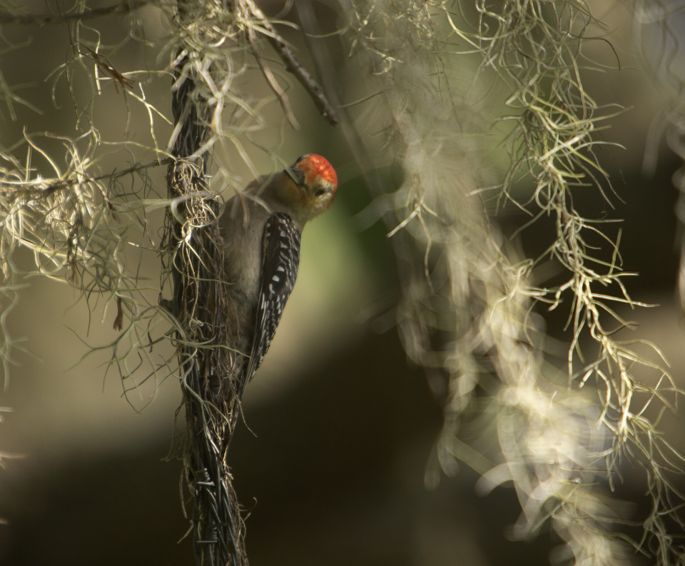 Woody | bugsman | Blipfoto