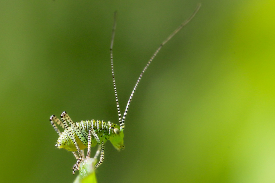 Speckling | MsQuizzical | Blipfoto