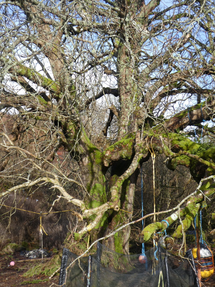 A huge tree | Wanderers13 | Blipfoto