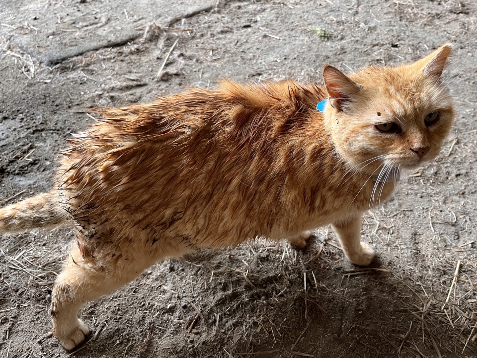 A very wet, dirty cat | libeccio | Blipfoto