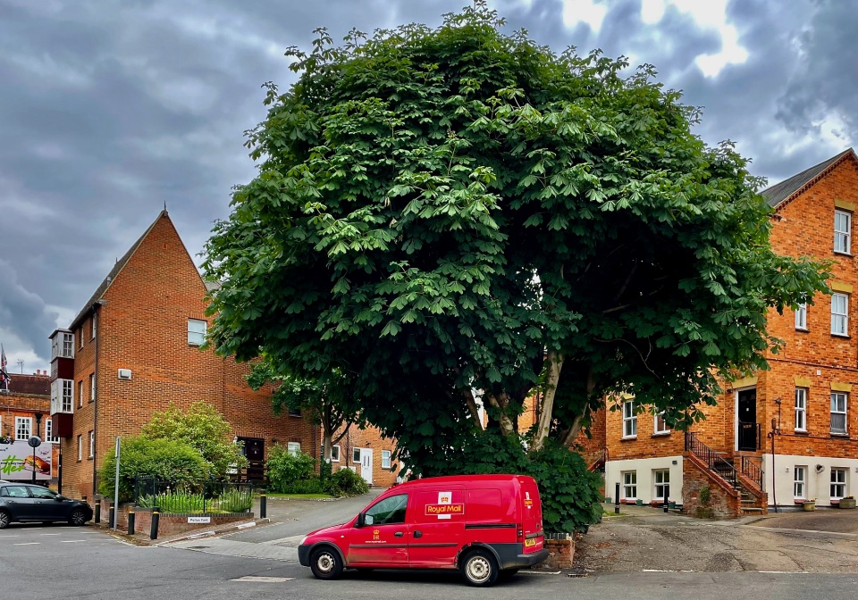 'neath the spreading Chestnut tree | Igor | Blipfoto