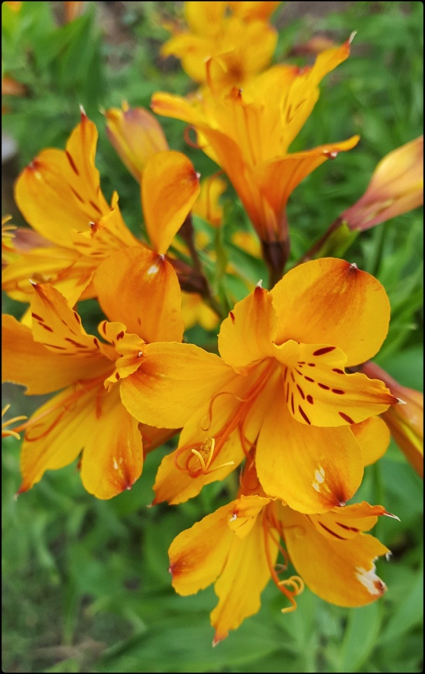 Alstromeria flowers | Stella2 | Blipfoto