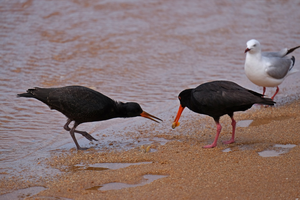 Every Picture Tells A Story . . . Rod Stewart | V1k1 | Blipfoto