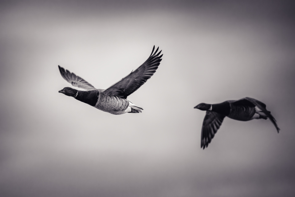 Brent Geese | stevvi | Blipfoto