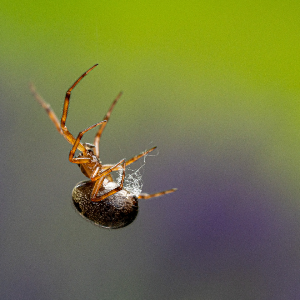 Arachnid Alert! | fitzbilly | Blipfoto