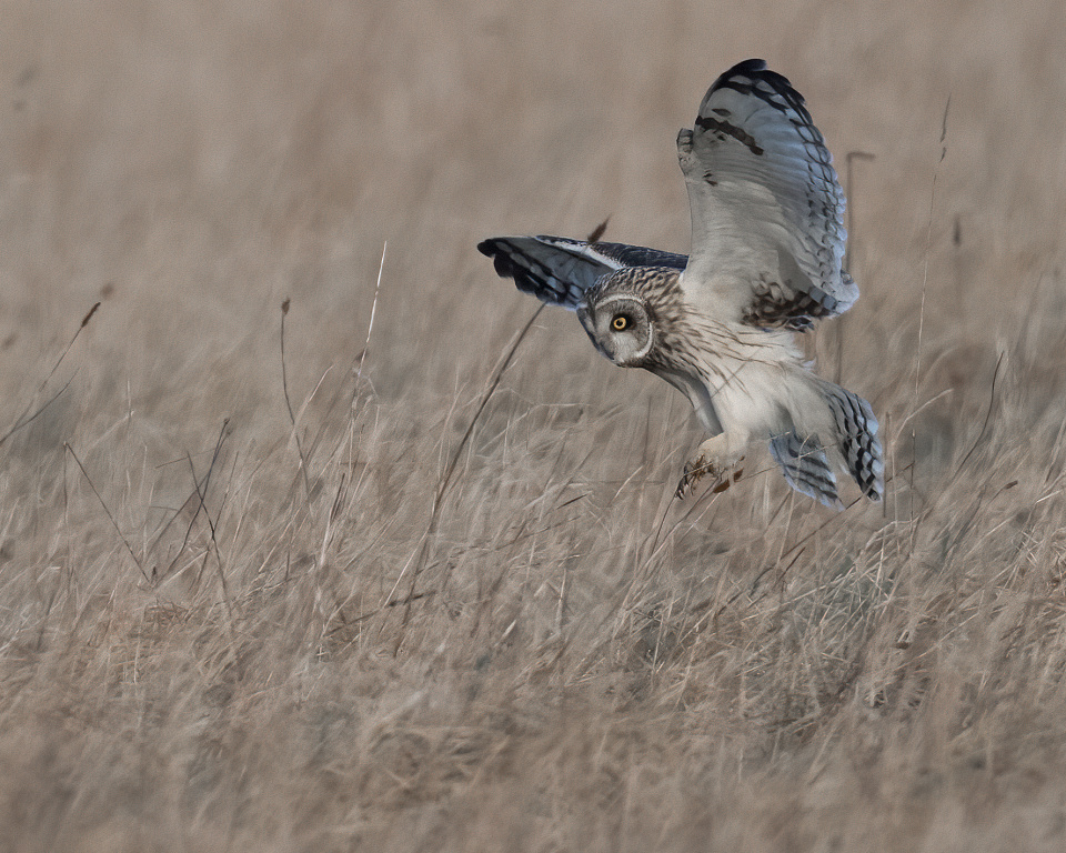 Pouncing | Hillyblips | Blipfoto