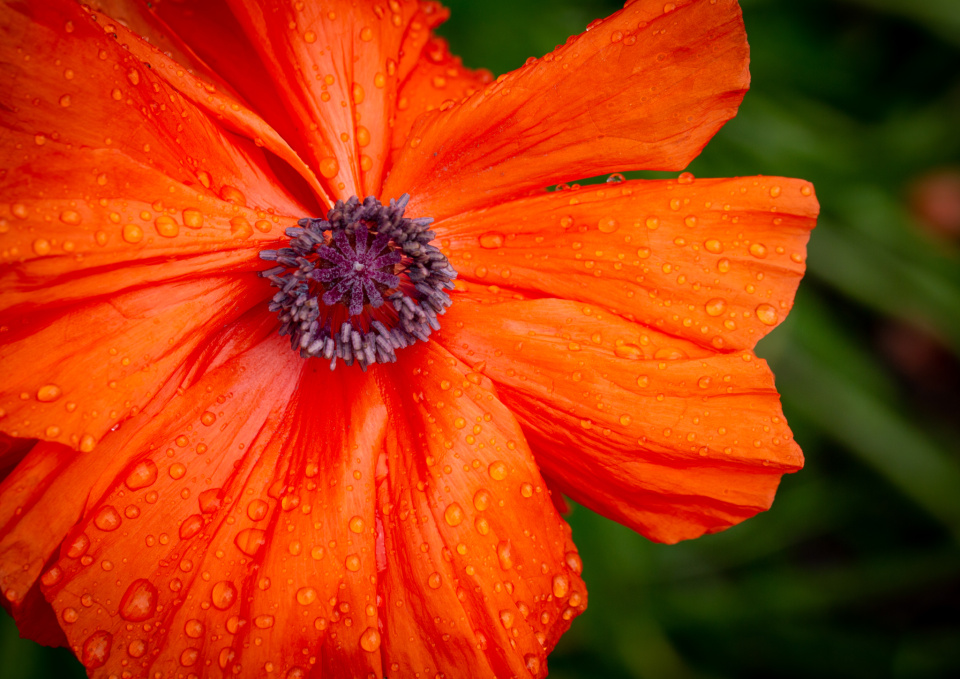 P Is For Poppy | clickychick | Blipfoto