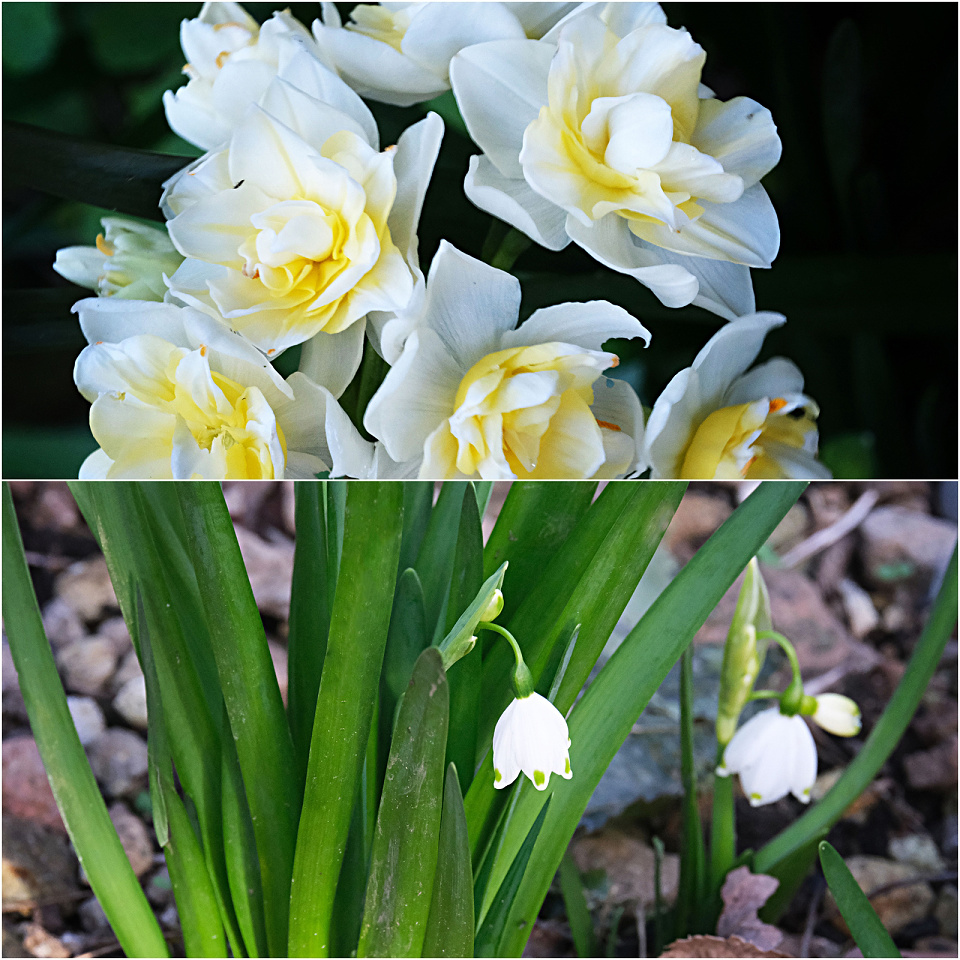 Winter bulbs | Tommie2 | Blipfoto