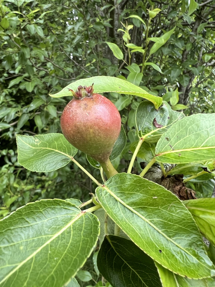 Pear | Romay | Blipfoto