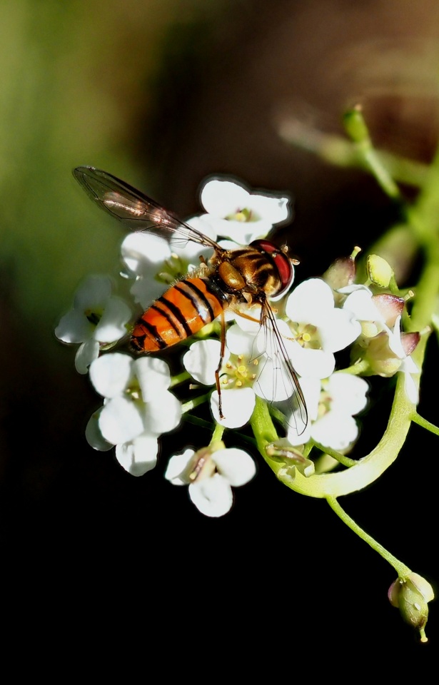 Hoverfly on the Alyssum | AnnieBelle | Blipfoto