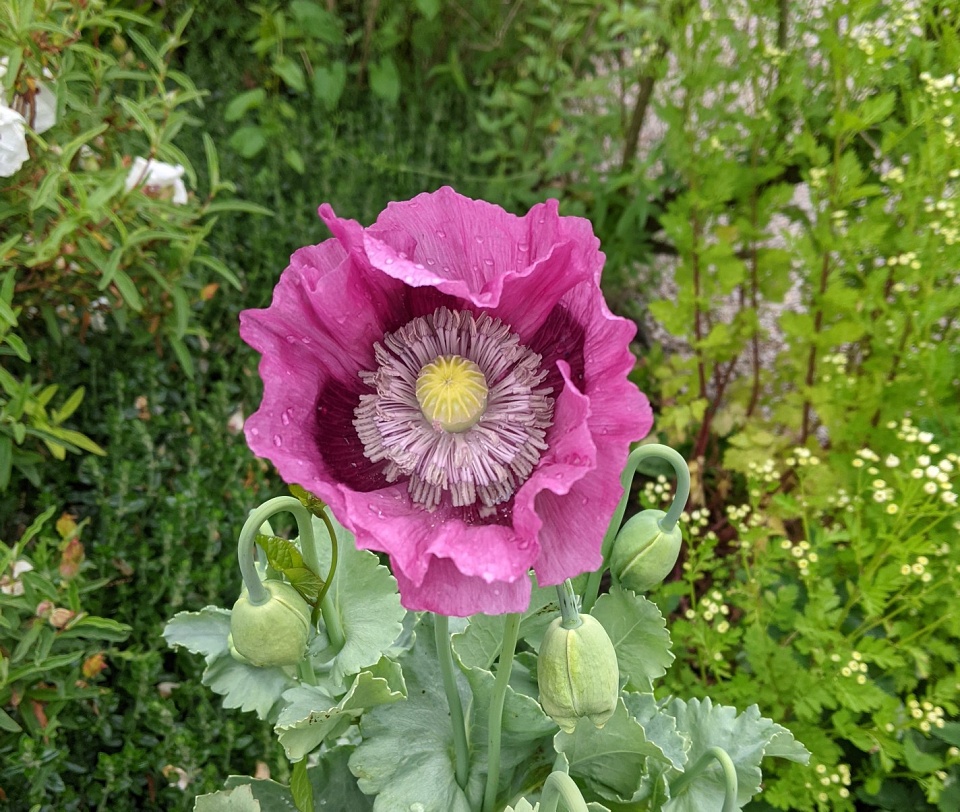 Poppy! | biblinros | Blipfoto