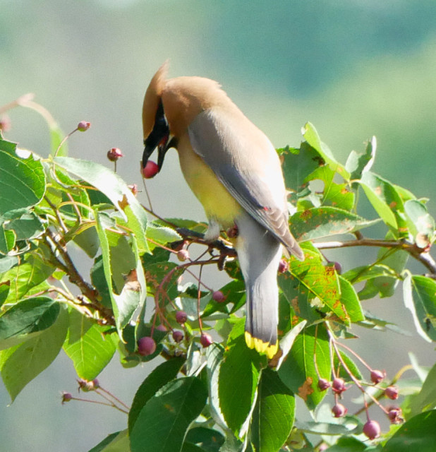 Berry Bandit | Irish59 | Blipfoto