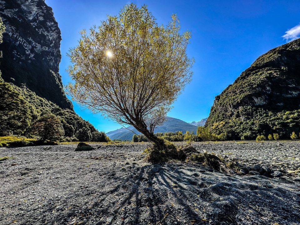 The Tree in the river | TussockTales | Blipfoto