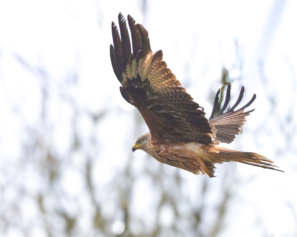 Flying Past | Hillyblips | Blipfoto