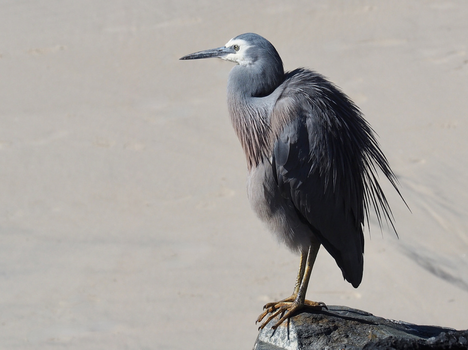 Nuptial plumes | BanksiaMan | Blipfoto