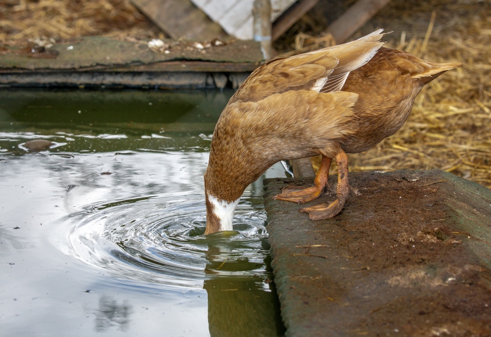 A duck ducking its head | CleanSteve | Blipfoto