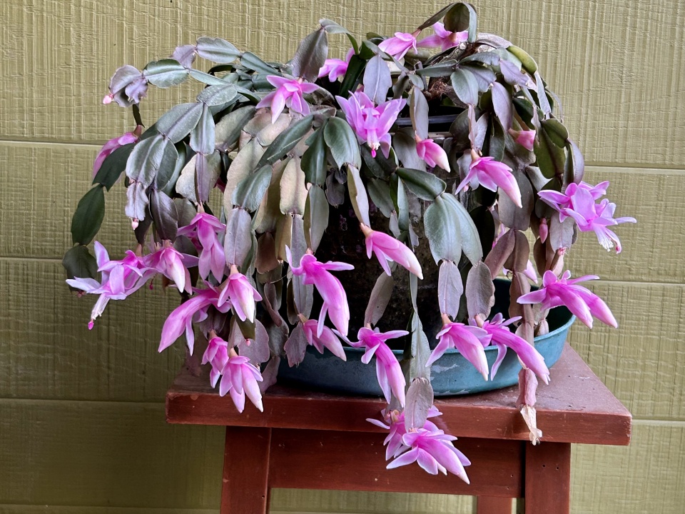 False Christmas cactus | OldTimer | Blipfoto