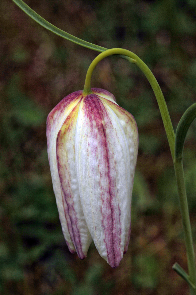 A white fritillary | Talpa | Blipfoto