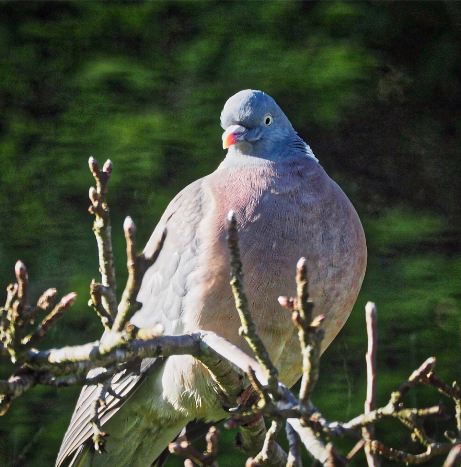 Pigeon on apple tree | Photogen | Blipfoto