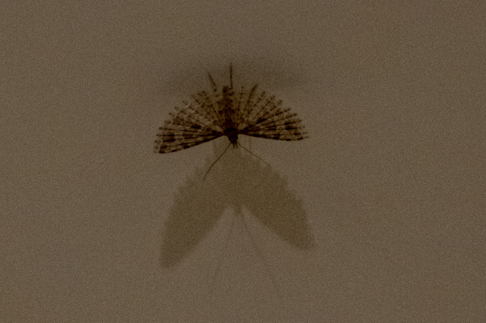 Micro Moth | VitalSparks | Blipfoto