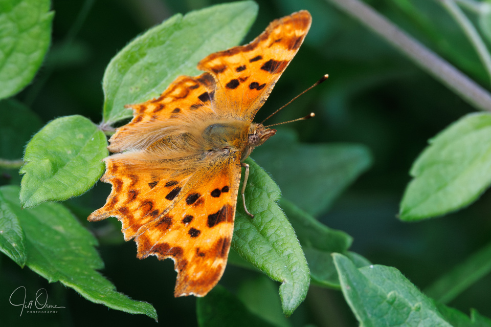 Orange | JDO | Blipfoto