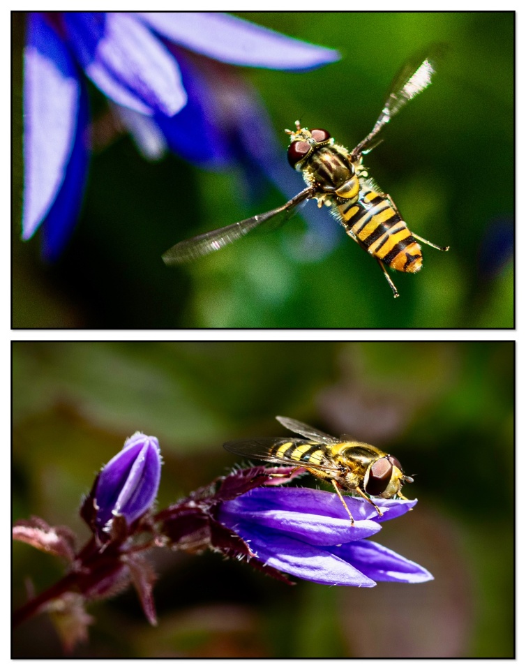 Marmalade Hoverfly | maureen6002 | Blipfoto