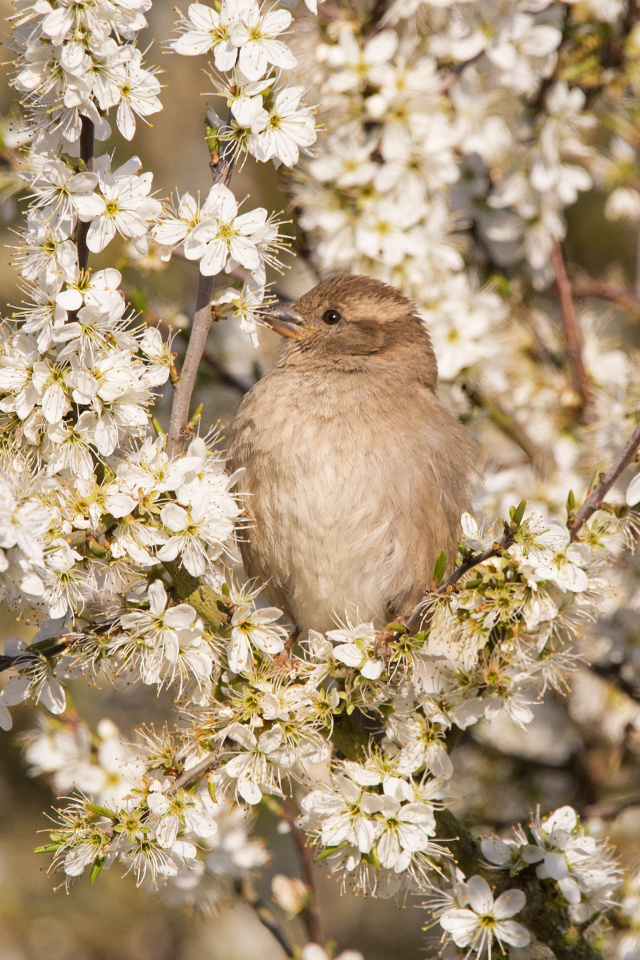 Blossoming | gladders | Blipfoto