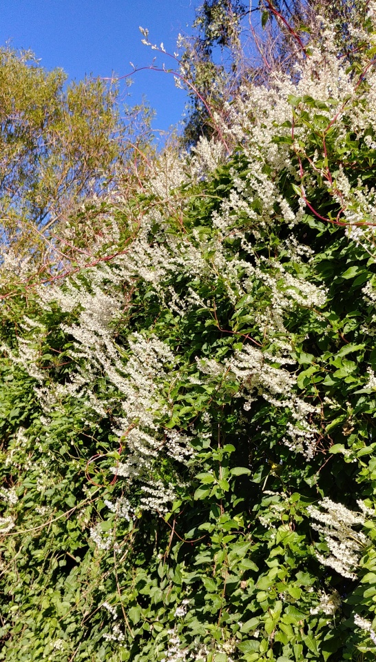 Russian Vine | JackyMT | Blipfoto